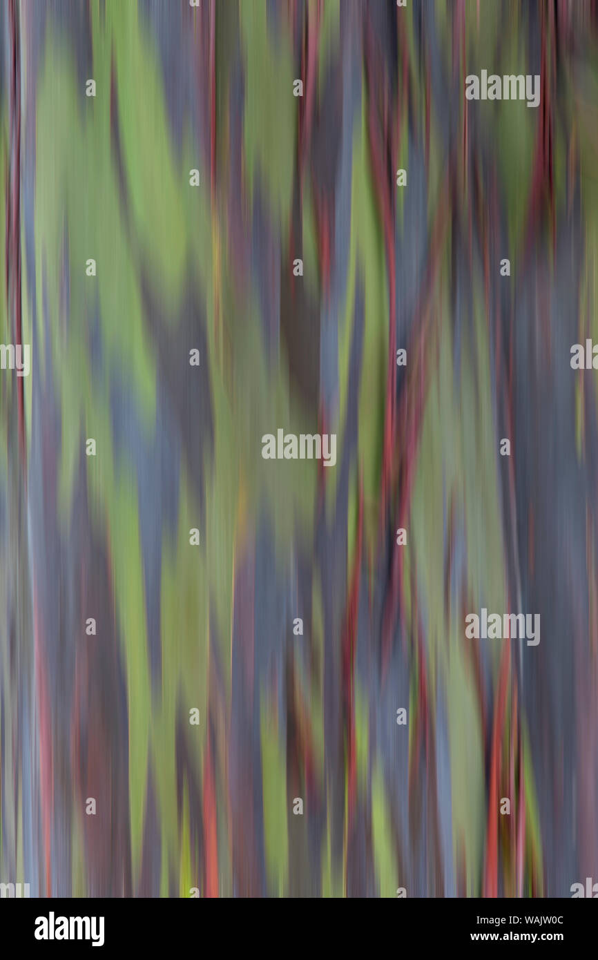 Rainbow eucalyptus tree hi-res stock photography and images - Alamy