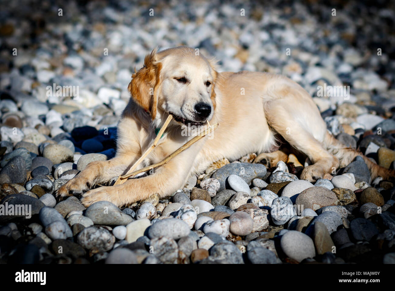 Nice golden retriever hi-res stock photography and images - Alamy