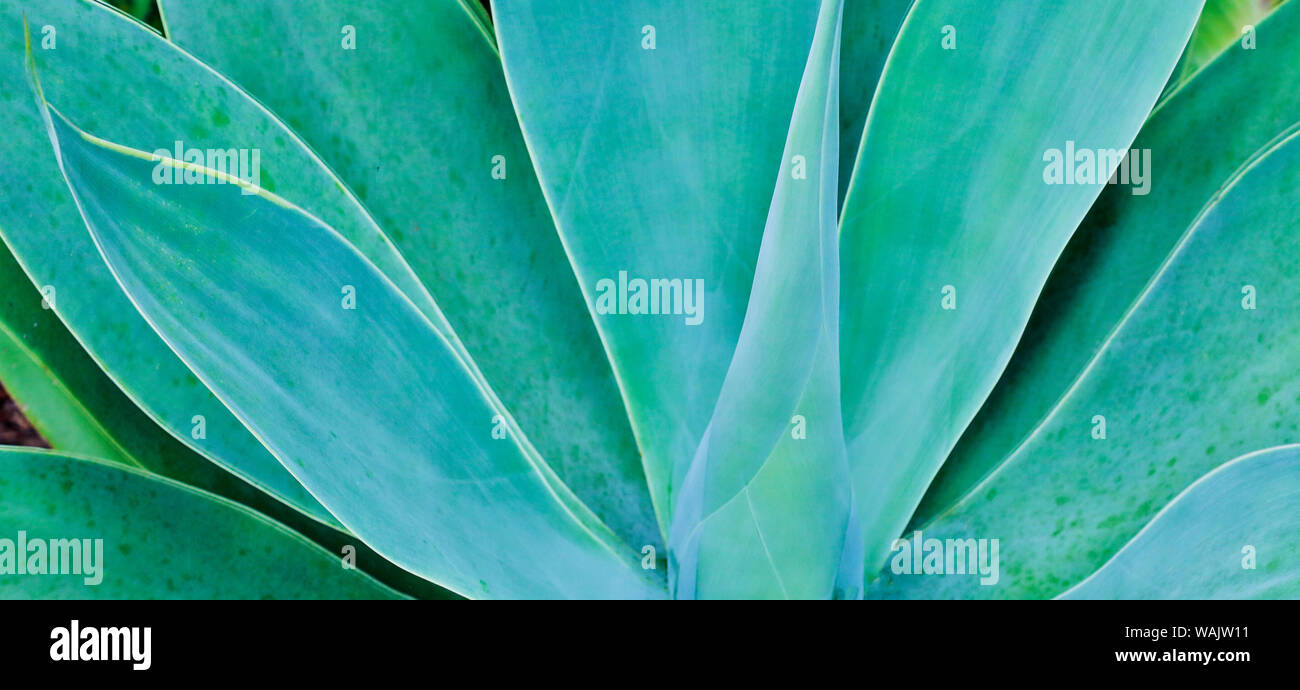 Agave blue hi-res stock photography and images - Alamy