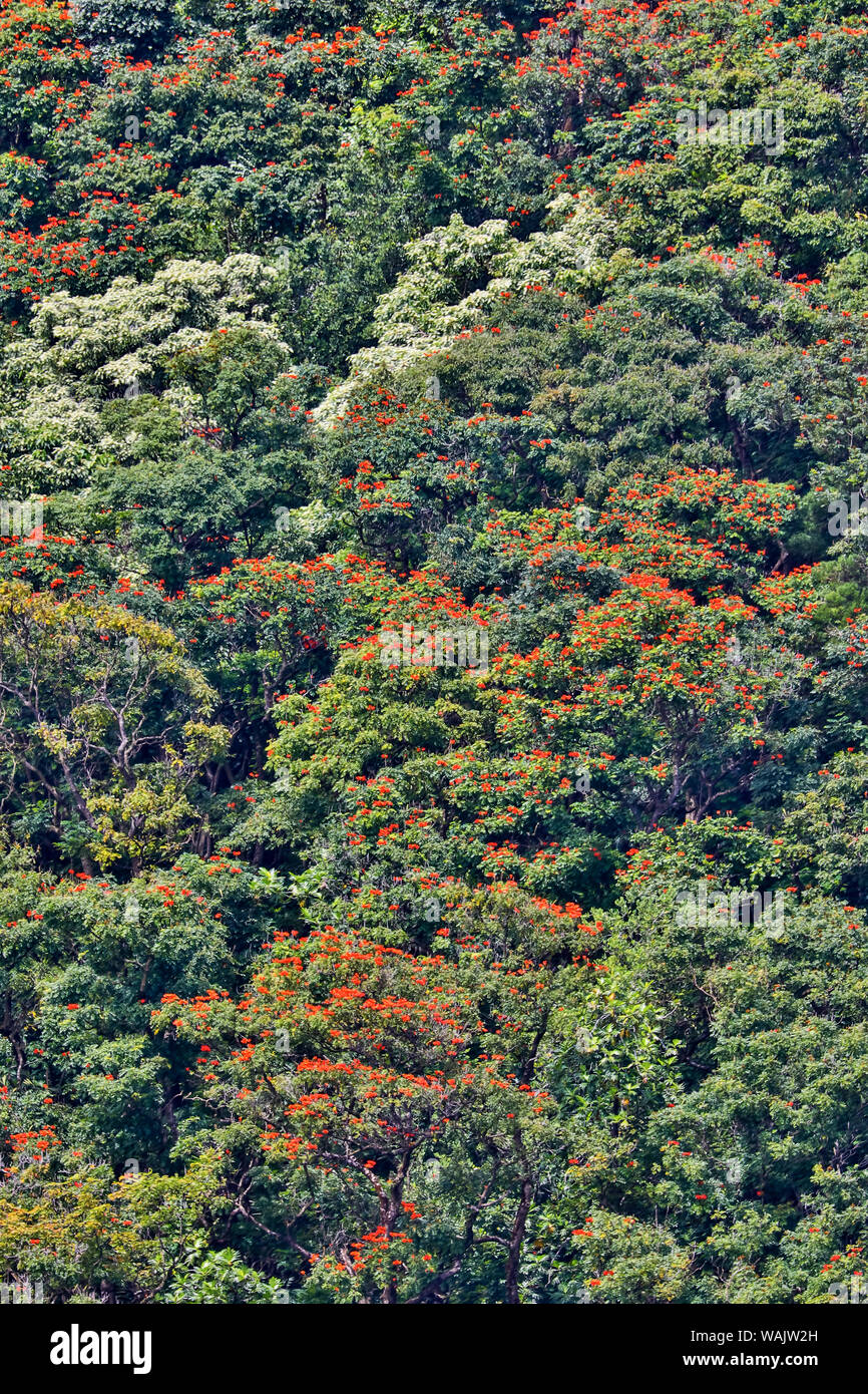 Flame trees hi-res stock photography and images - Alamy