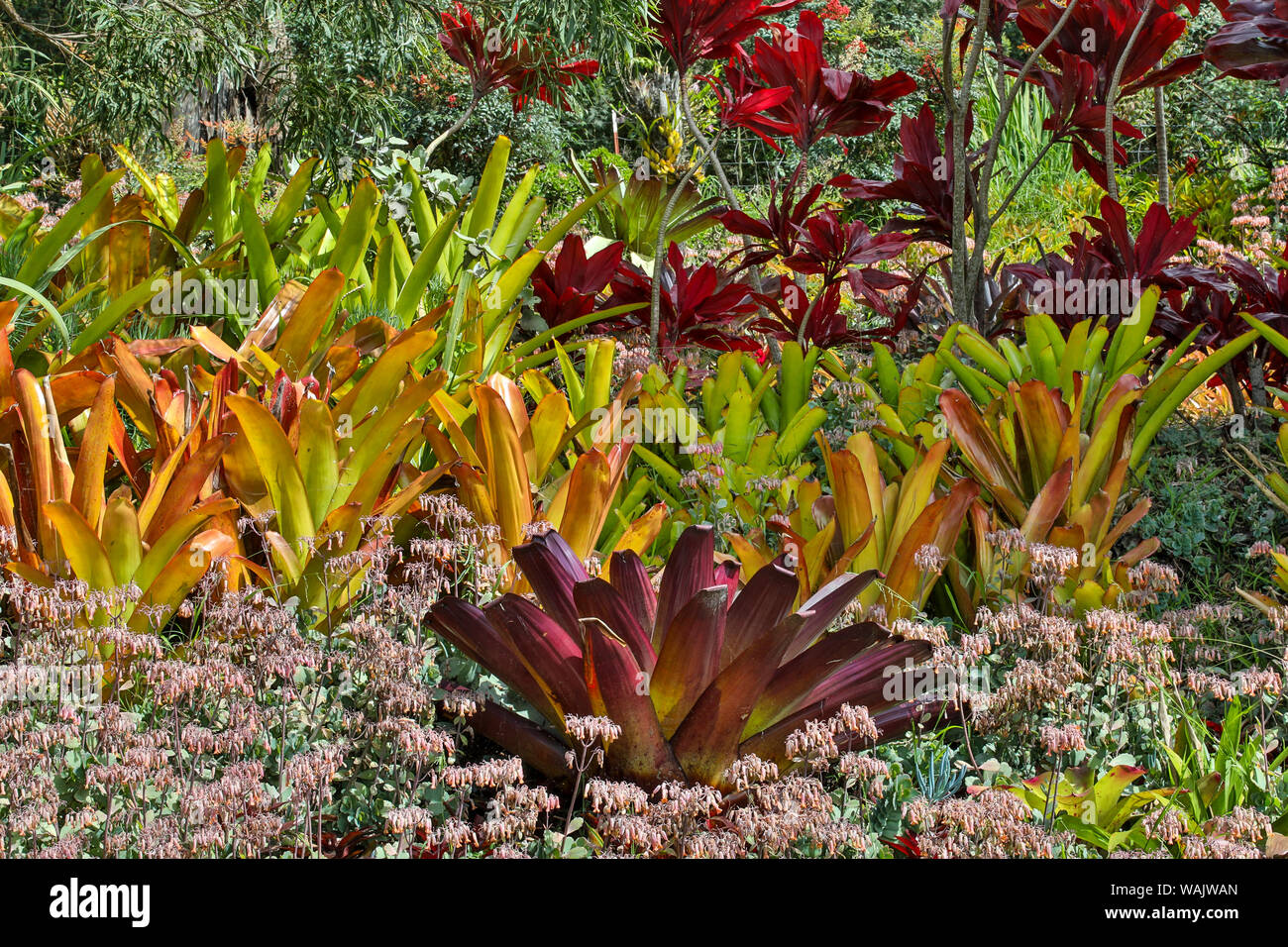 Bromeliad planting on hillside, Upcountry, Maui, Hawaii Stock Photo - Alamy