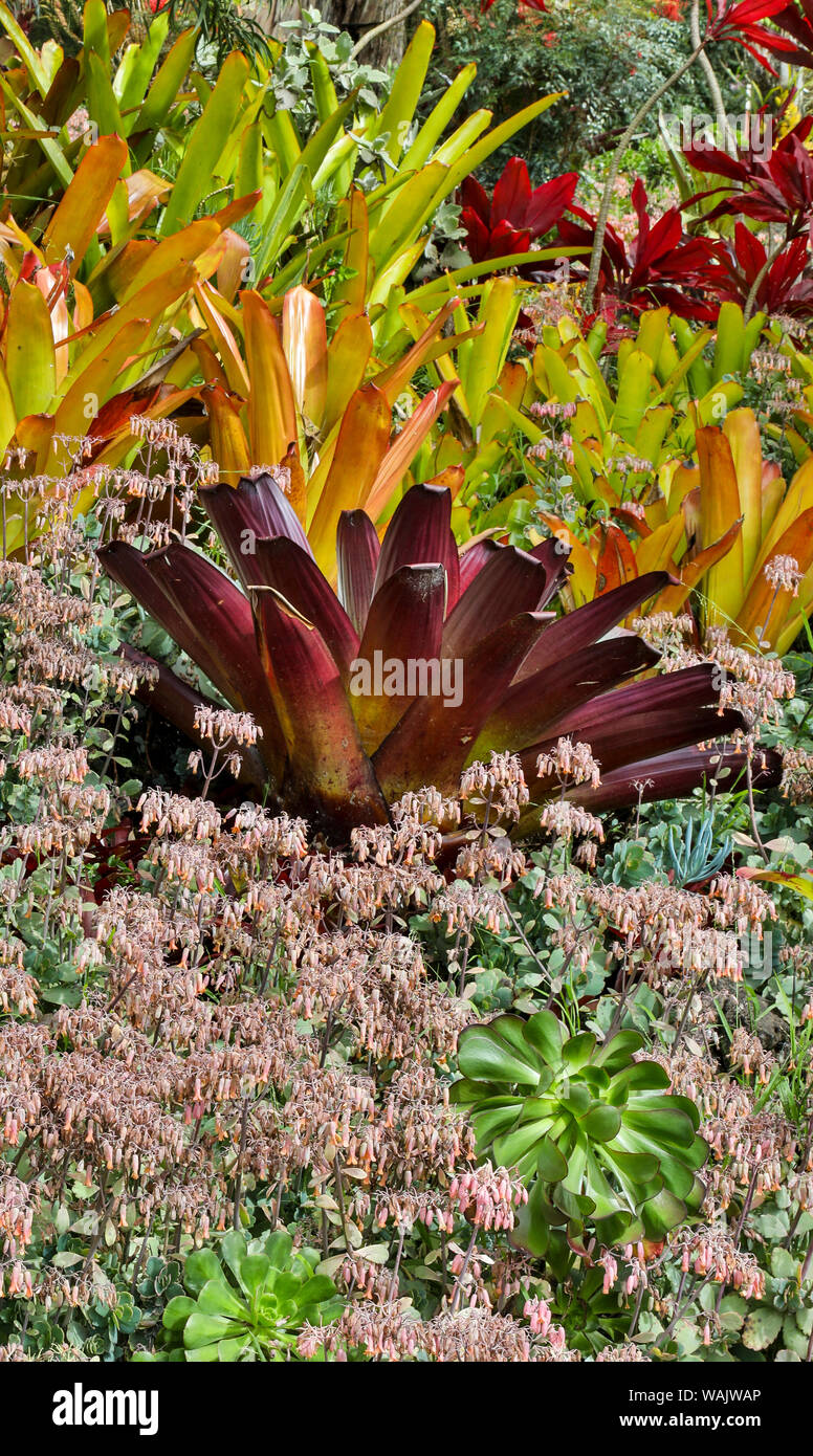 Bromeliad planting on hillside, Upcountry, Maui, Hawaii Stock Photo - Alamy
