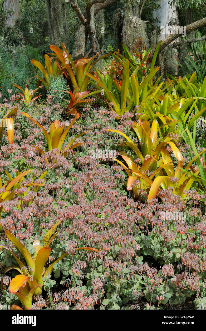 Bromeliad planting on hillside, Upcountry, Maui, Hawaii Stock Photo - Alamy
