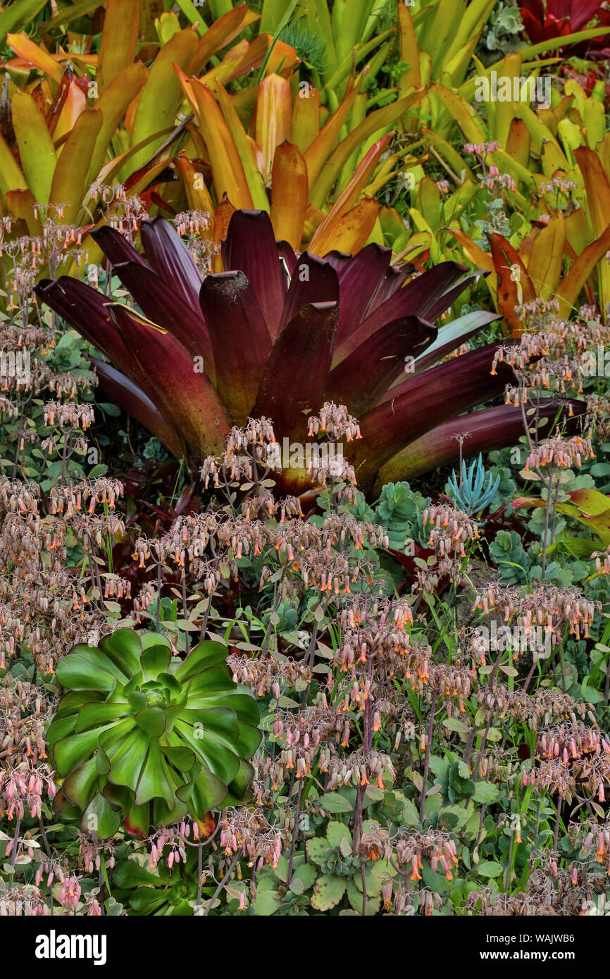 Bromeliad planting on hillside, Upcountry, Maui, Hawaii Stock Photo - Alamy