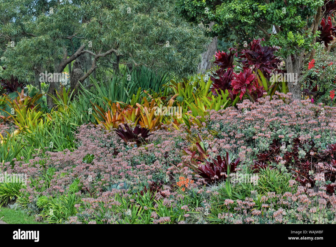 Bromeliad planting on hillside, Upcountry, Maui, Hawaii Stock Photo - Alamy