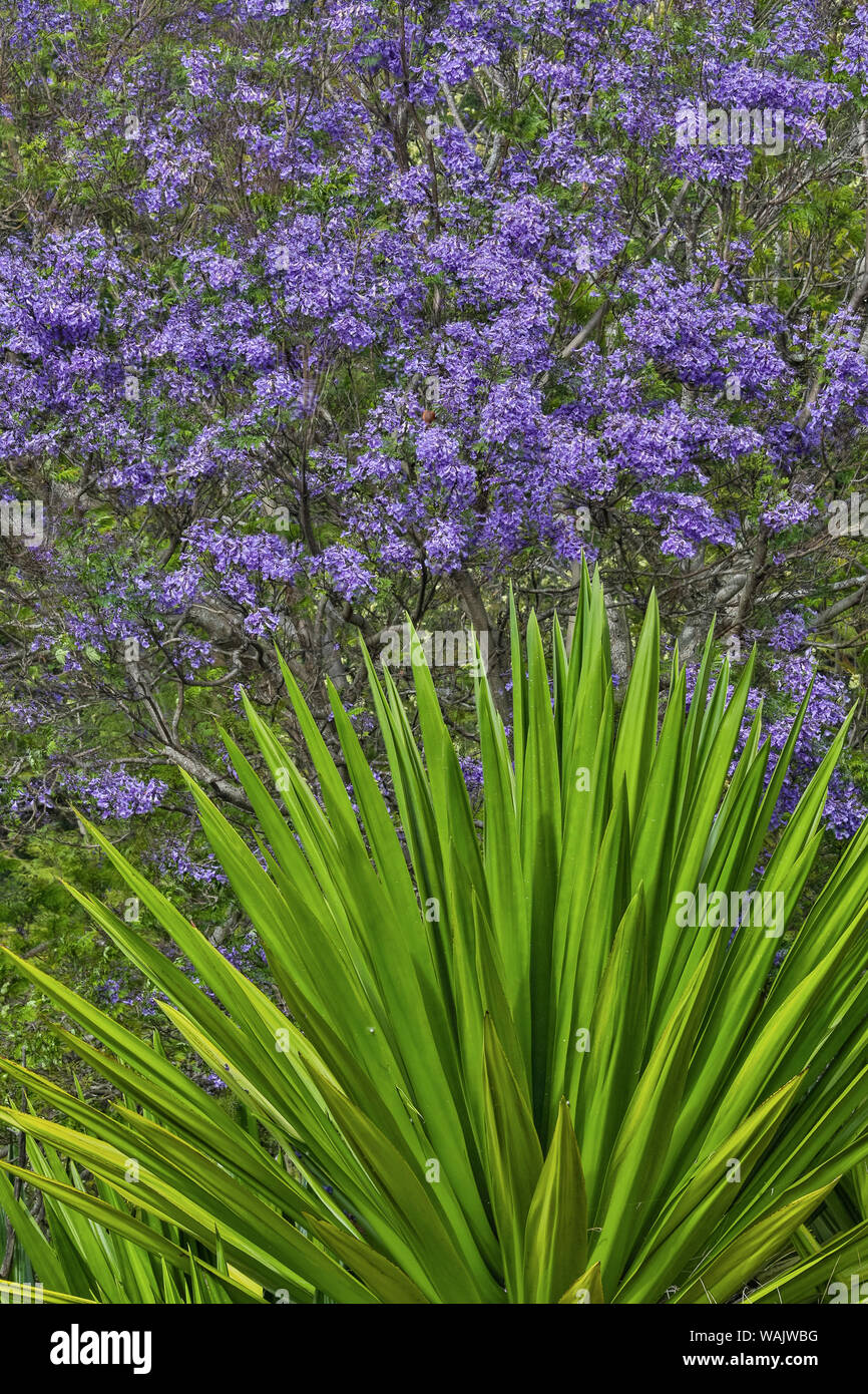 Yucca with flowering jacaranda tree, Upcountry, Maui, Hawaii Stock ...