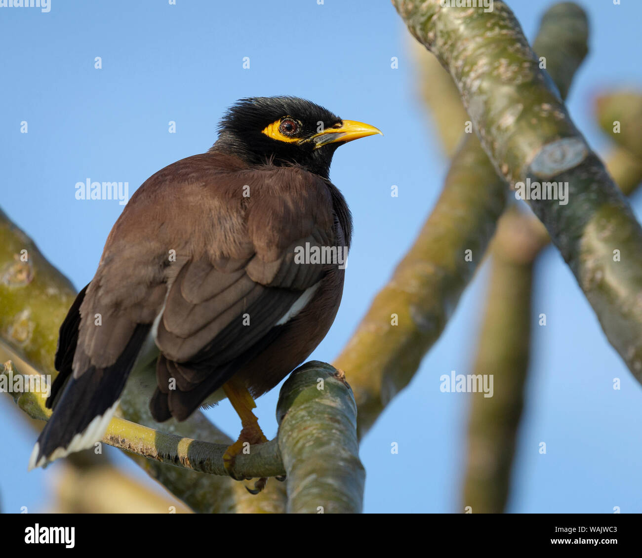 Indian myna bird hi-res stock photography and images - Alamy