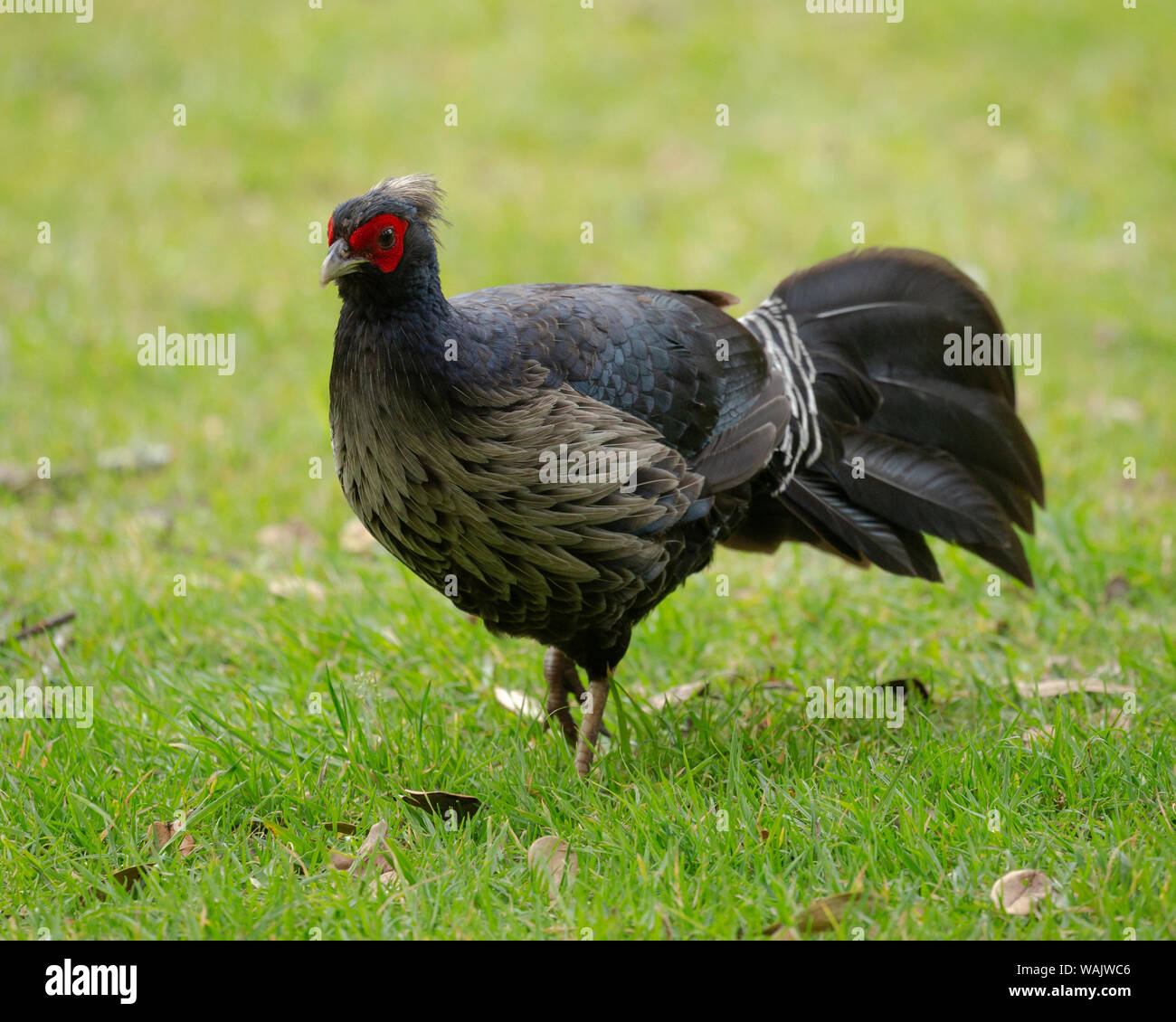 Kalij pheasant, Lophura leucomelanos, Volcano National Park, Hawaii ...