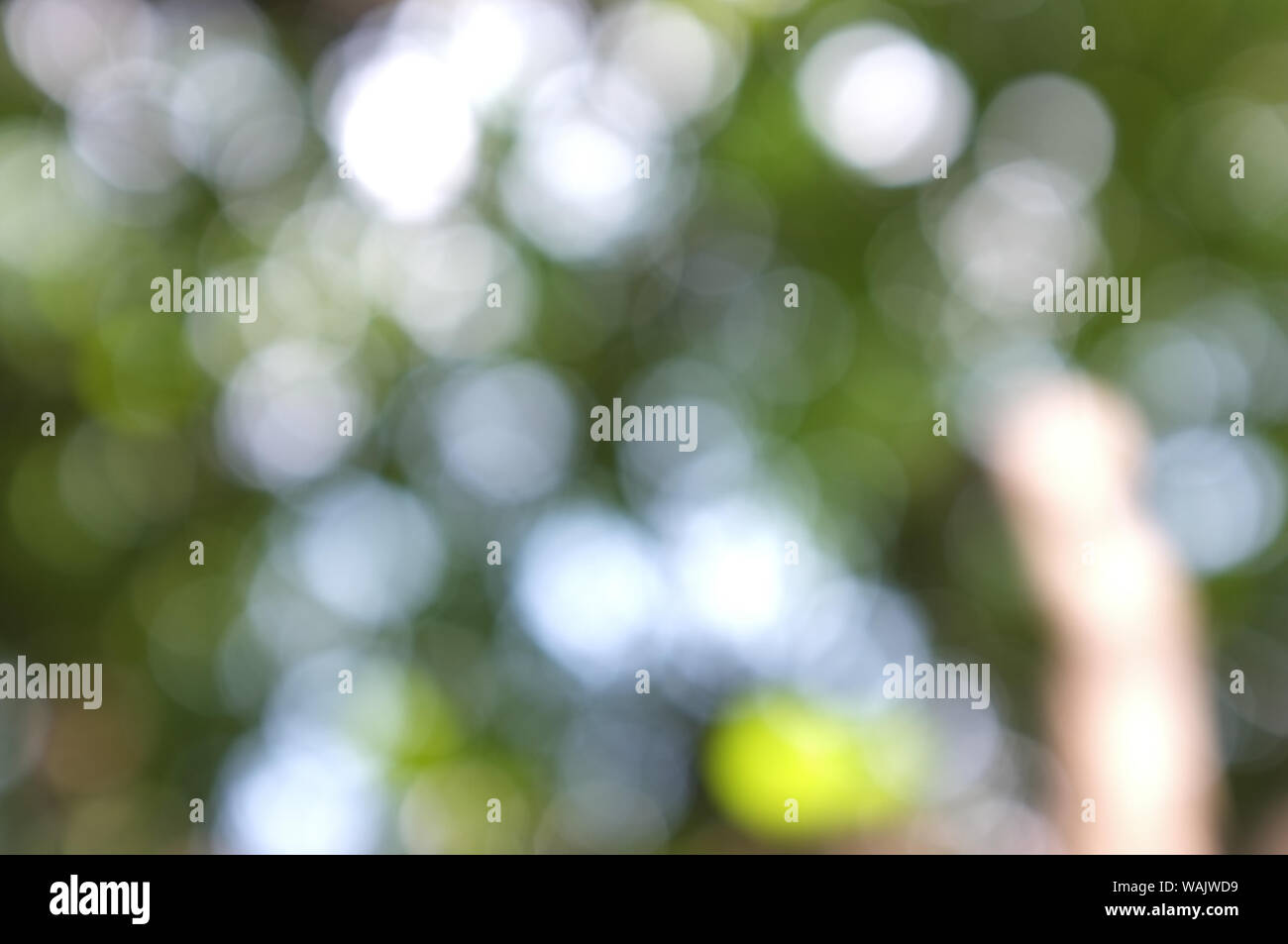 Abstract circular bokeh nature background of light . Blur background ...