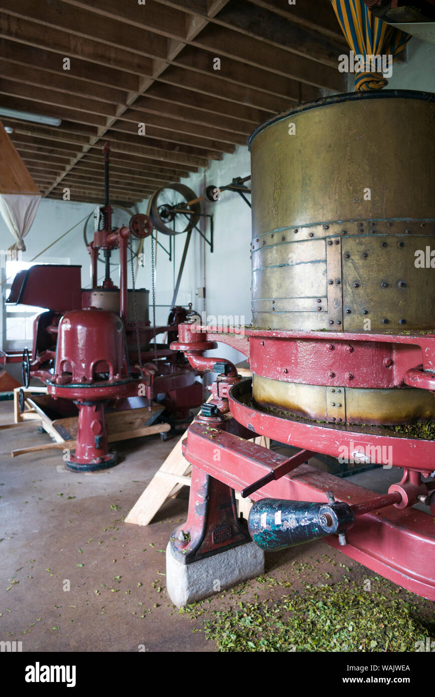 Portugal, Azores, Sao Miguel Island. Gorreana Tea Plantation, one of ...