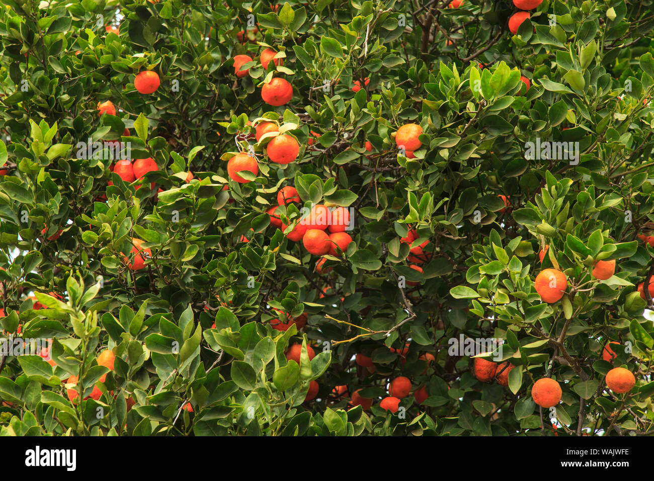 Orange plantation hi-res stock photography and images - Alamy