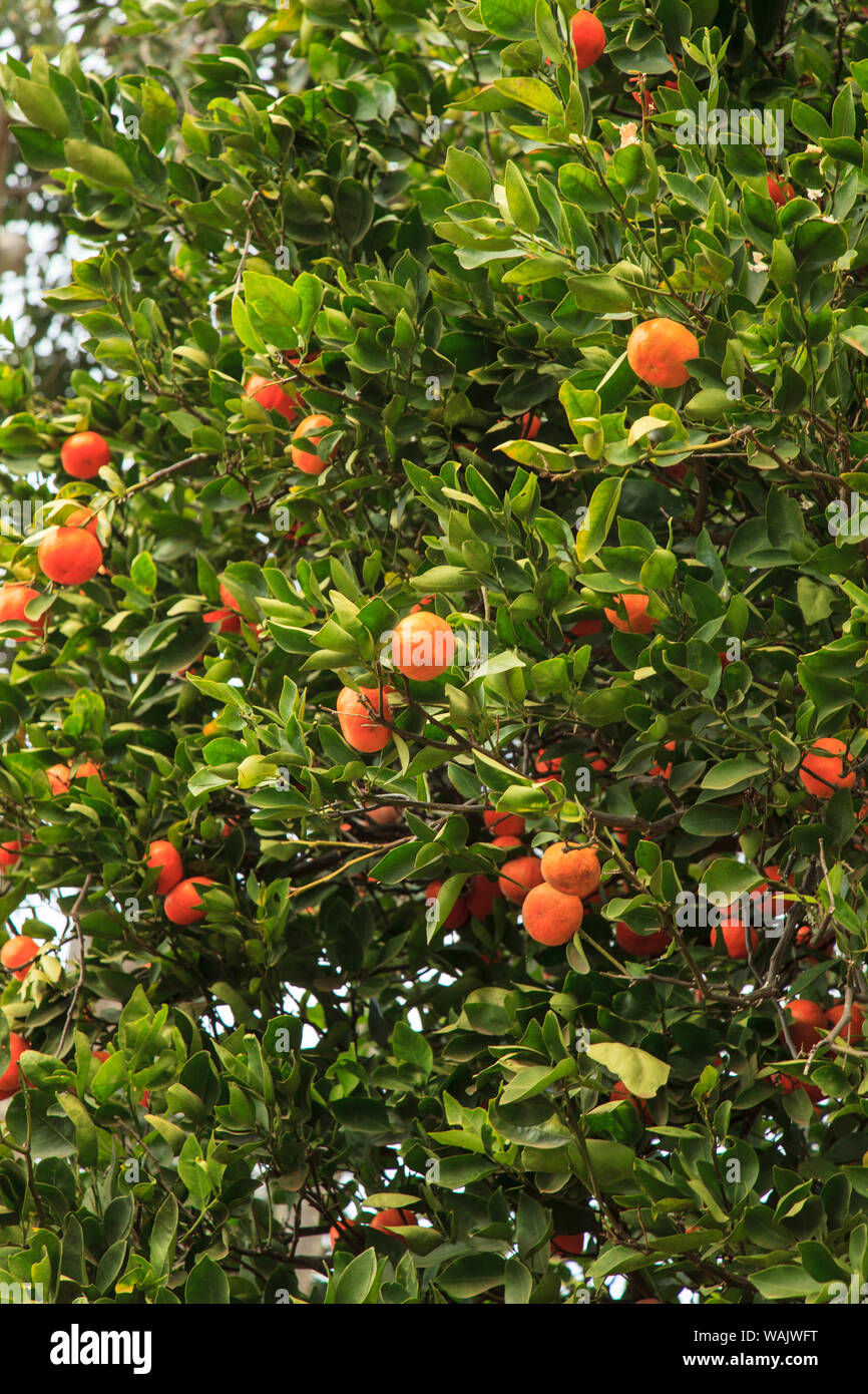 Orange plantation hi-res stock photography and images - Alamy