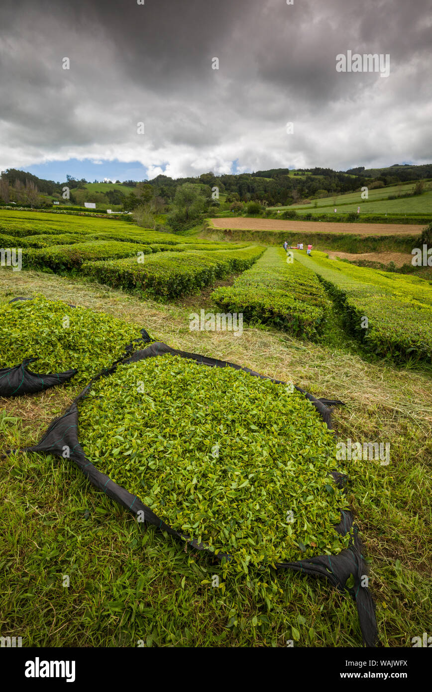 Portugal, Azores, Sao Miguel Island. Gorreana Tea Plantation, one of ...