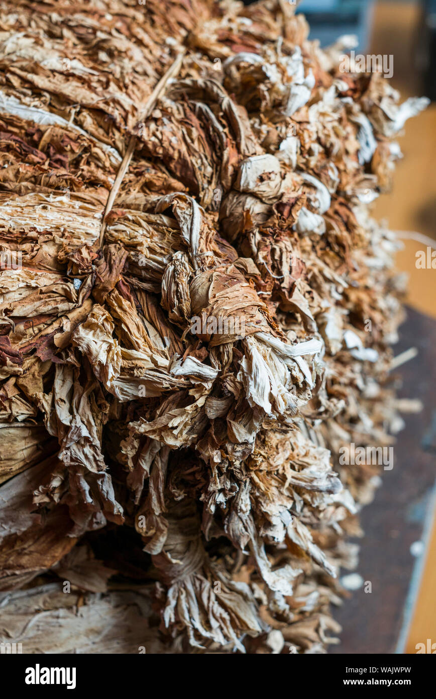 Portugal, Azores, Sao Miguel Island, Maia. Bale of Azorean tobacco ...