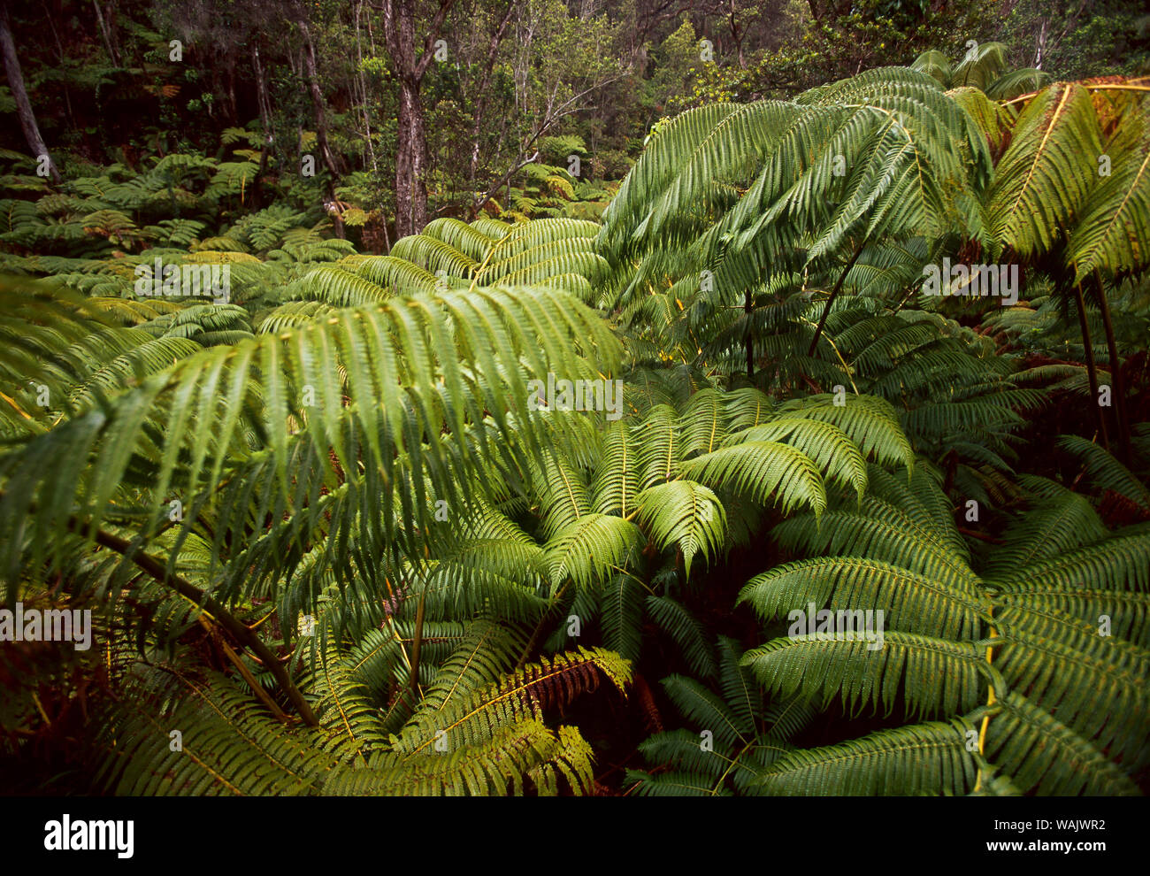 Waipi'o Valley, Forest Hike, Big Island, Hawaii Stock Photo - Alamy