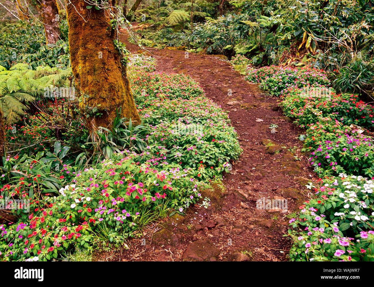 Hawaii volcano national park hi-res stock photography and images - Alamy