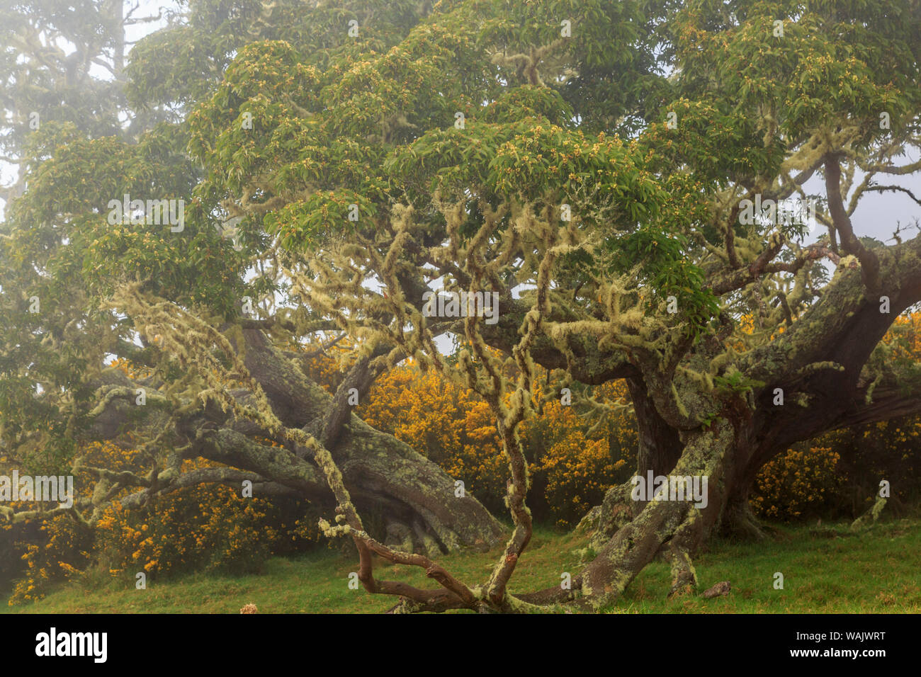 Hakalau Forest National Wildlife Refuge, Big Island, Hawaii Stock Photo ...