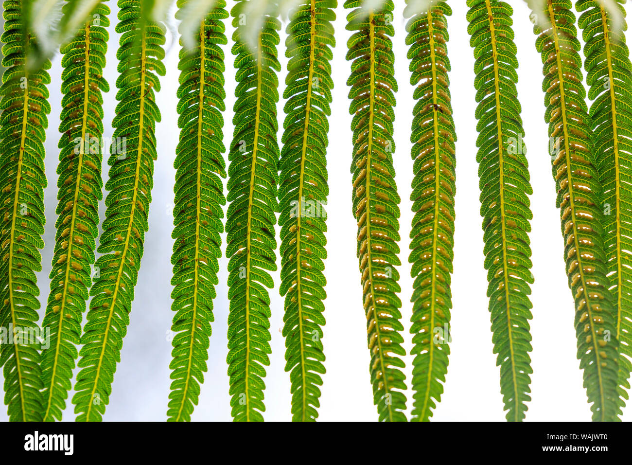 Hakalau Forest National Wildlife Refuge, Big Island, Hawaii Stock Photo ...