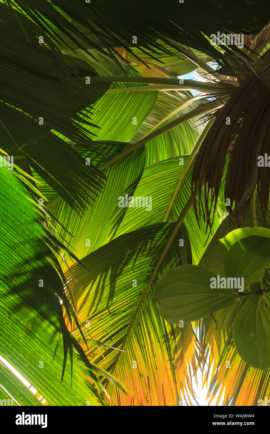 Hawaiian Tropical Botanical Gardens, near Hilo, Big Island, Hawaii, USA ...