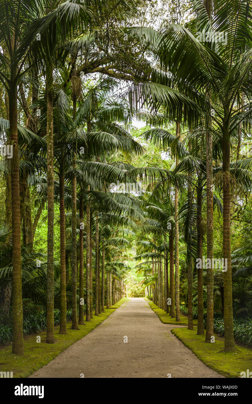 Portugal, Azores, Sao Miguel Island, Furnas. Terra Nostra Garden, tree ...