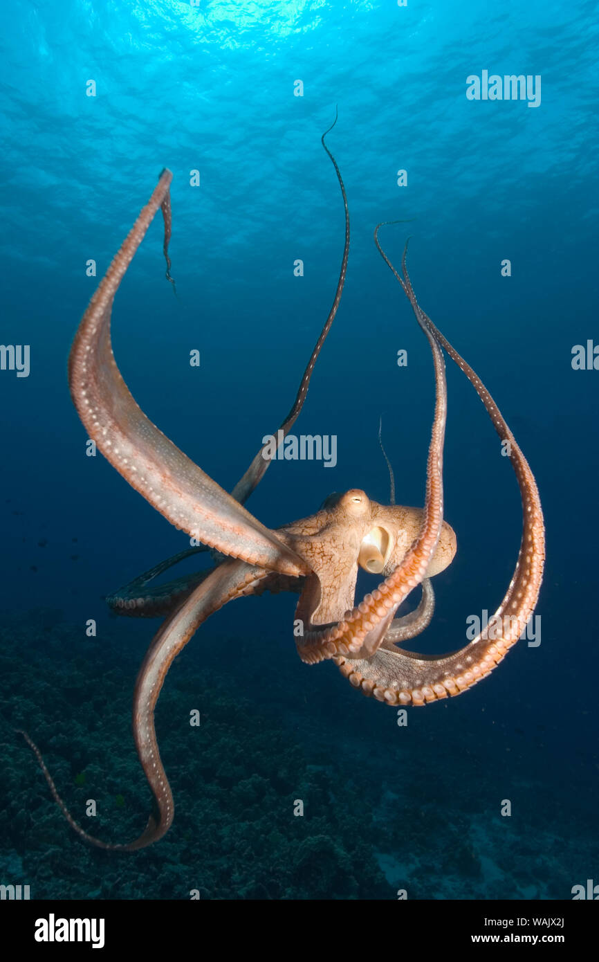 Blue octopus hi-res stock photography and images - Alamy