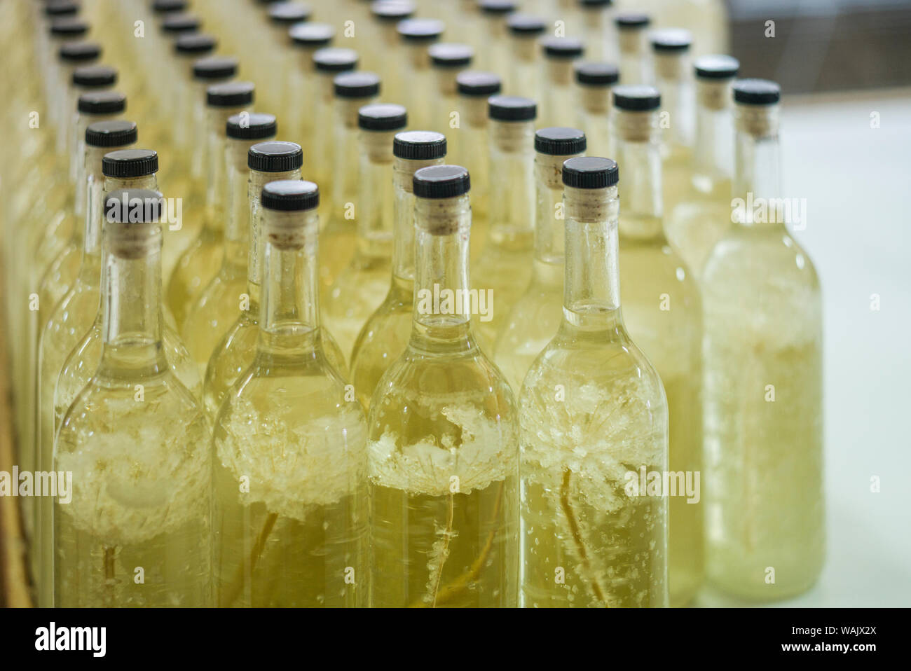 Portugal, Azores, Sao Miguel Island, Ribeira Grande. Mulher de Capote ...