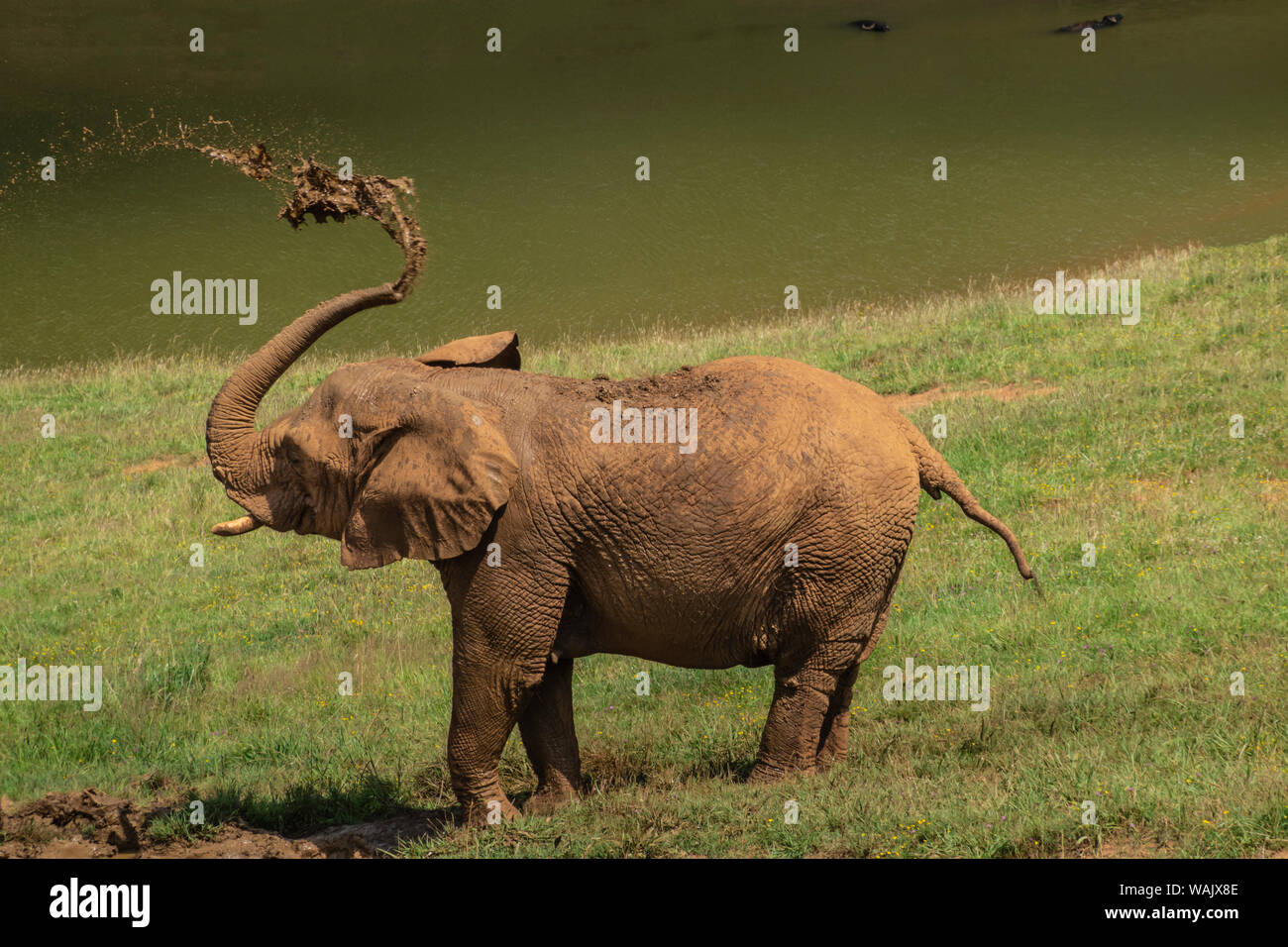 Funny elephant hi-res stock photography and images - Alamy