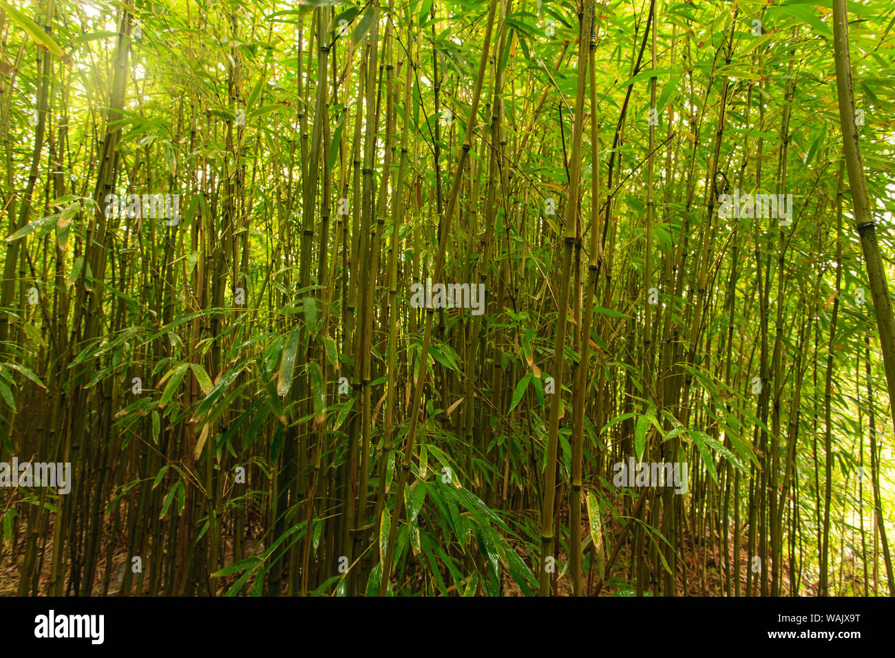 Bamboo Forest near Waikamoi Ridge Trail, North Maui, Hawaii, USA Stock ...