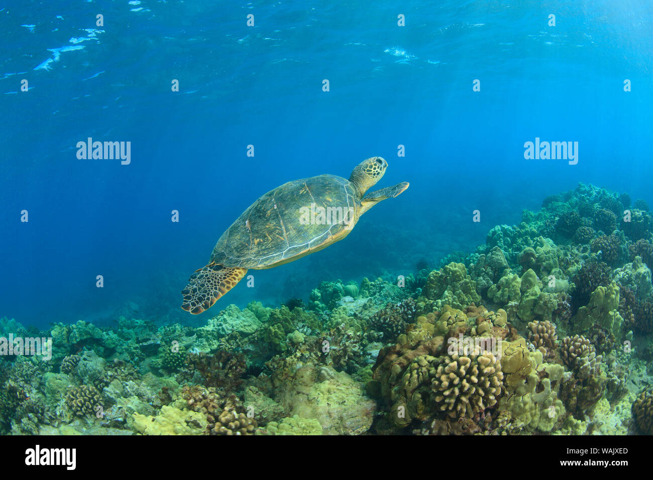 Green Sea Turtle, cleaning station near Makena State Park, South Maui ...