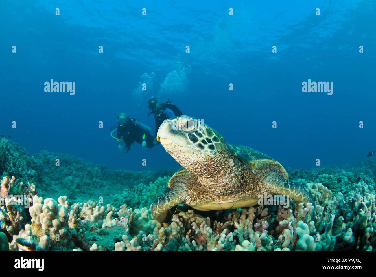 Turtle cleaning station near Makena State Park, South Maui, Hawaii, USA ...