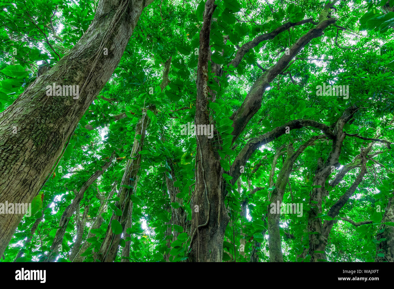 Banyan Trees near rainbow Falls (80 ft drop), Wailuku River State Park ...