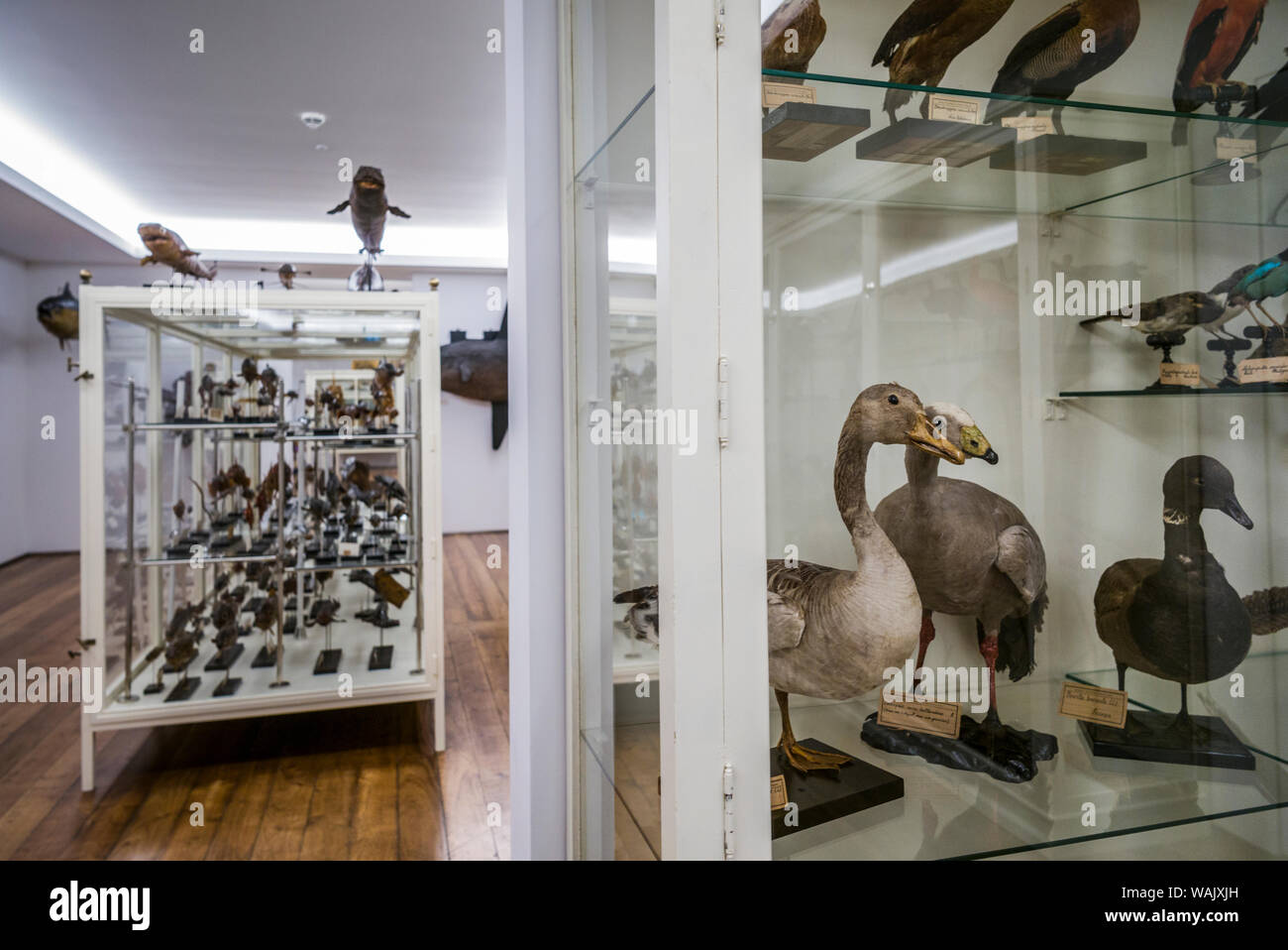 Portugal, Azores, Sao Miguel Island, Ponta Delgada. Museo Carlos ...