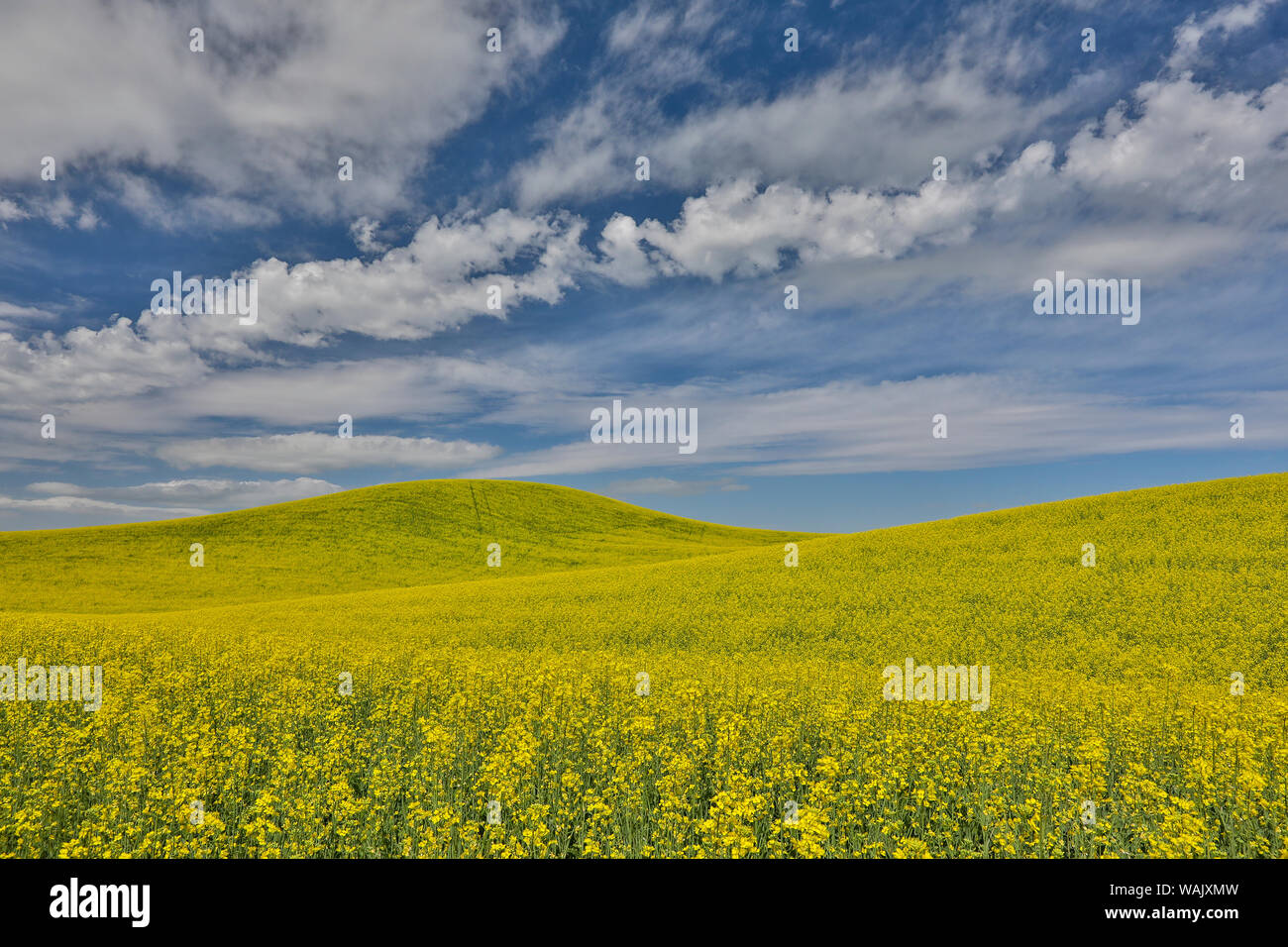 Large field of canola on Washington-Idaho border near Estes, Idaho ...
