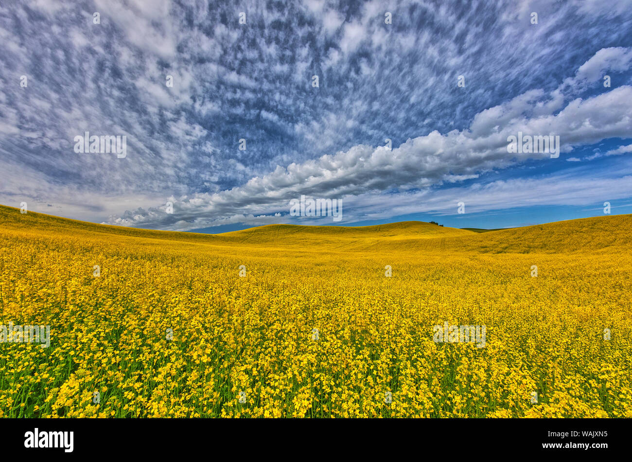 Large field of canola on border of Washington-Idaho Stock Photo - Alamy