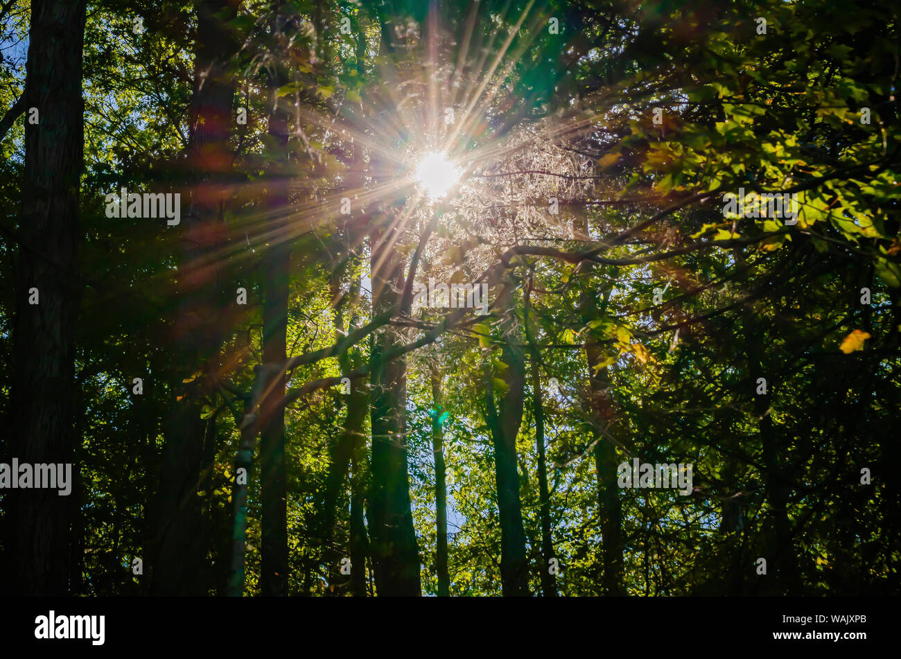 Sunshine through trees Stock Photo - Alamy