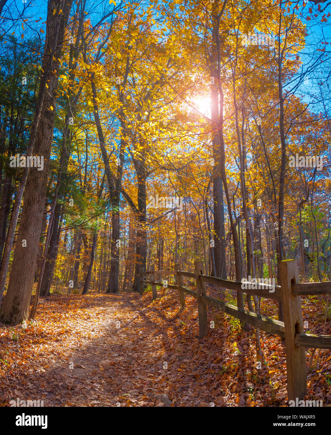Sun shining through colorful Fall foliage Stock Photo - Alamy