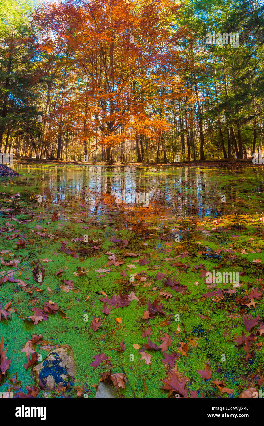 Fall foliage reflection in lake water Stock Photo - Alamy