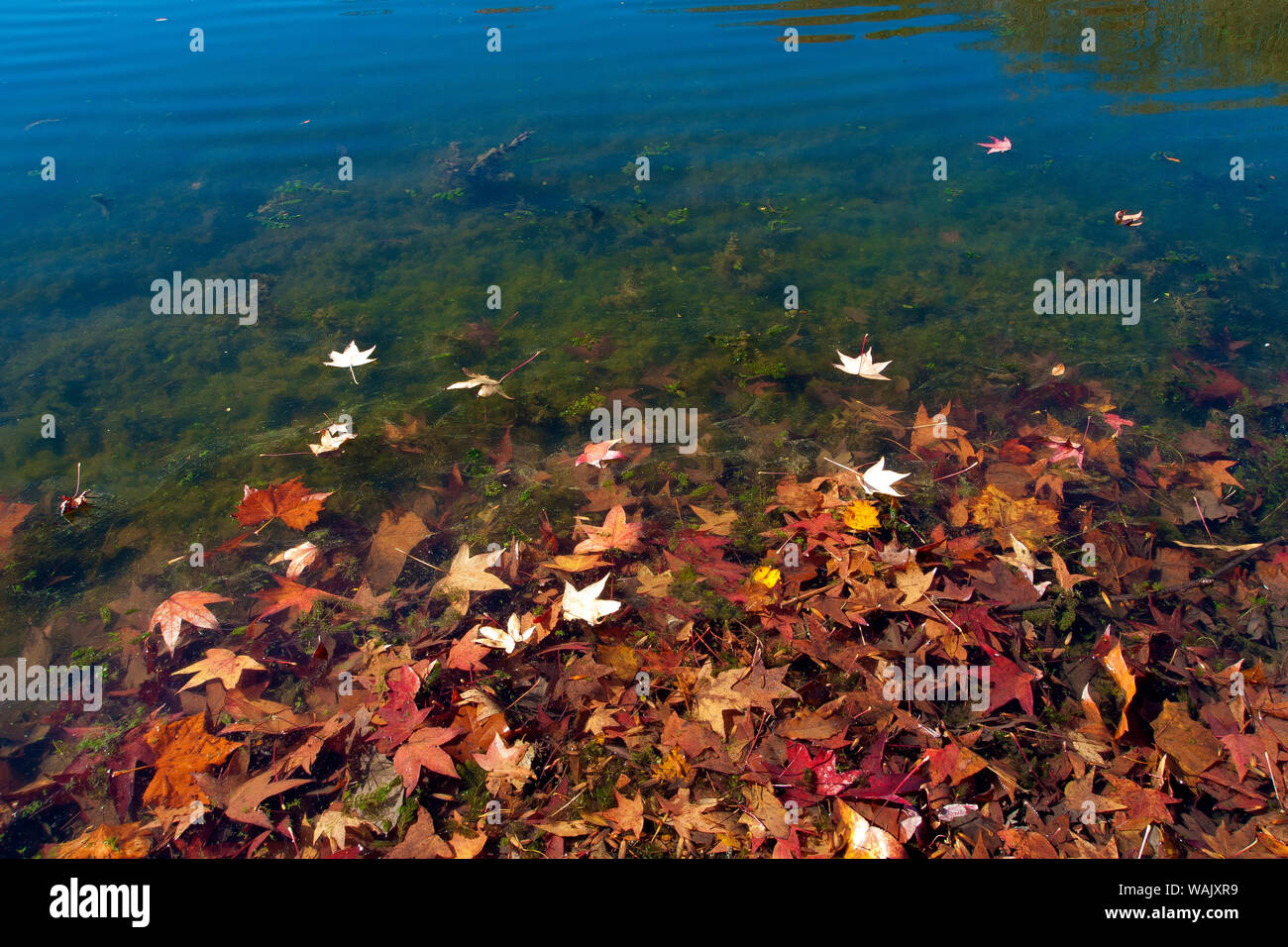 Fall foliage reflection in lake water Stock Photo - Alamy