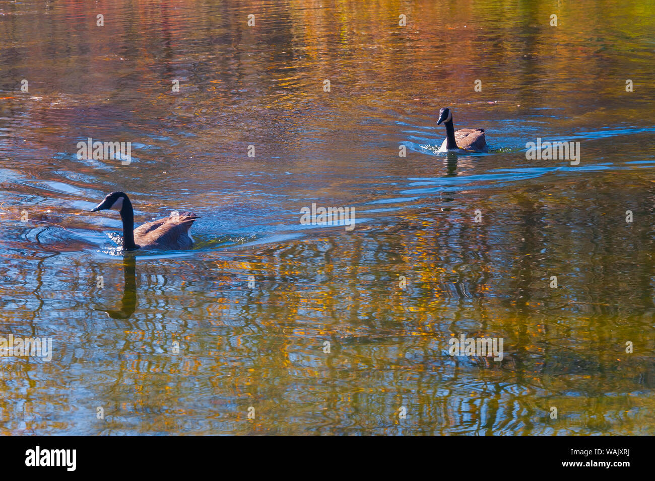 Canadian geese with colorful Fall reflection in lake water Stock Photo ...