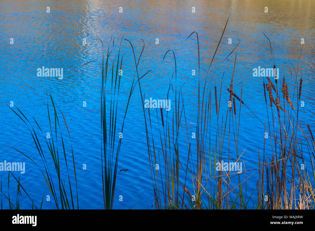 Cattails at lake edge hi-res stock photography and images - Alamy