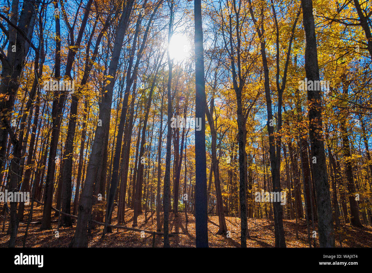 Sun shining through colorful Fall foliage Stock Photo - Alamy