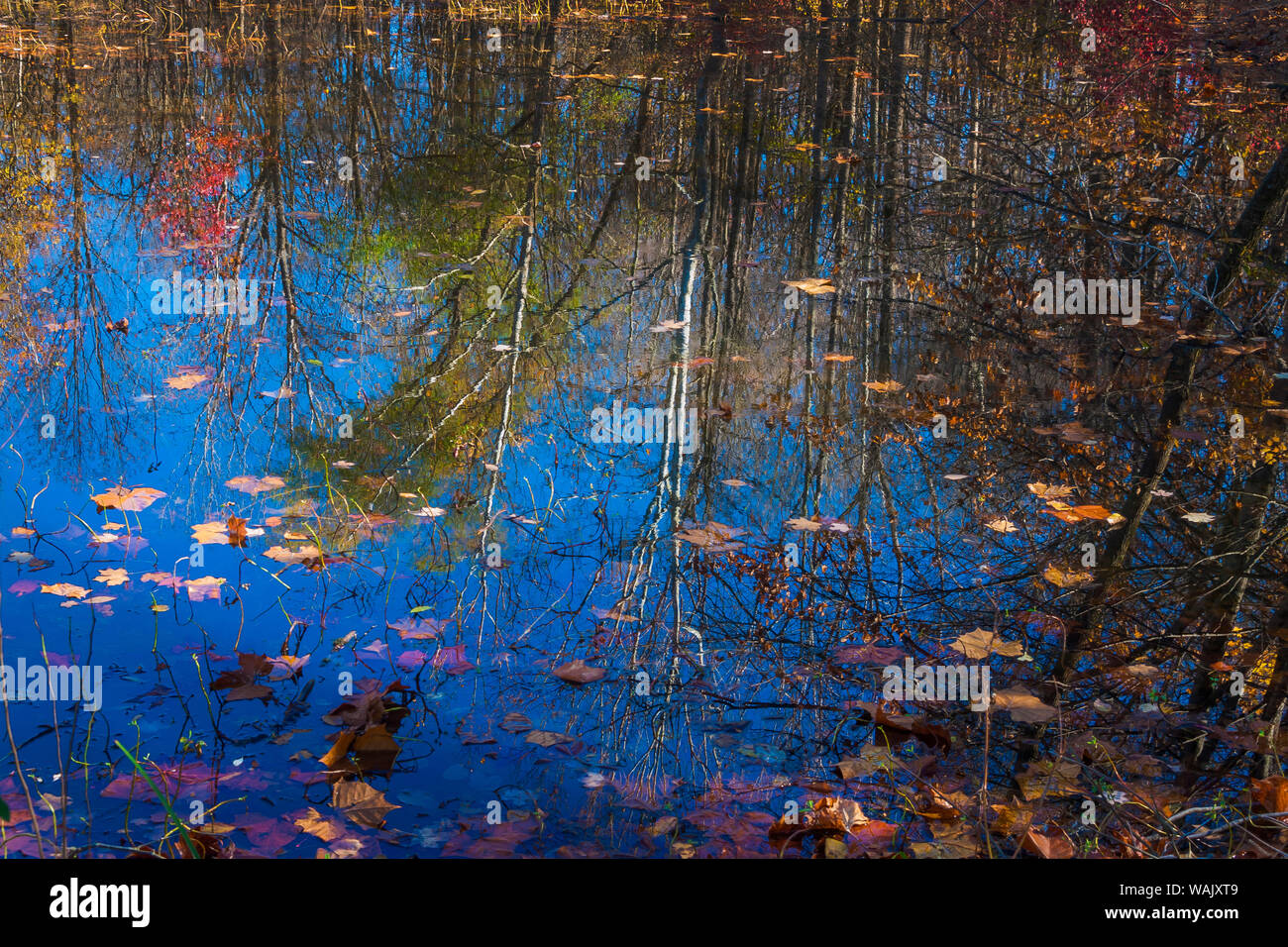 Fall foliage reflection in lake water Stock Photo - Alamy