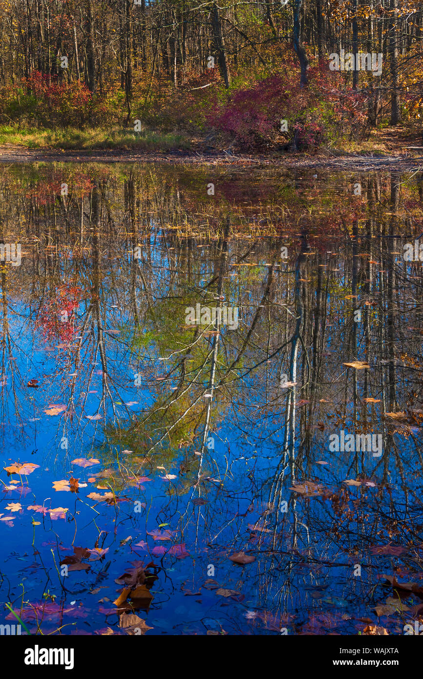 Fall foliage reflection in lake water Stock Photo - Alamy