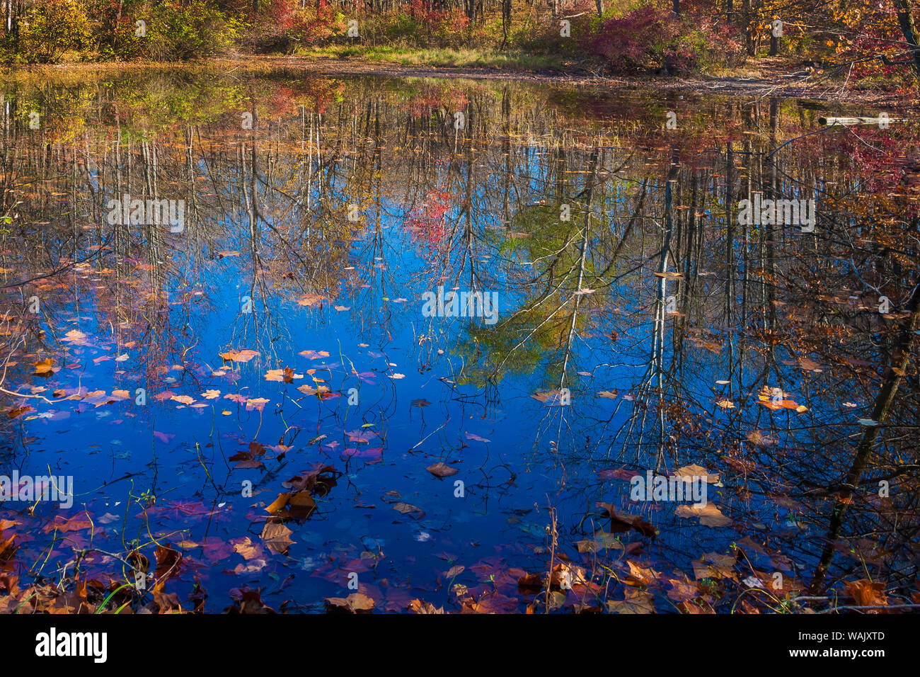 Fall foliage reflection in lake water Stock Photo - Alamy