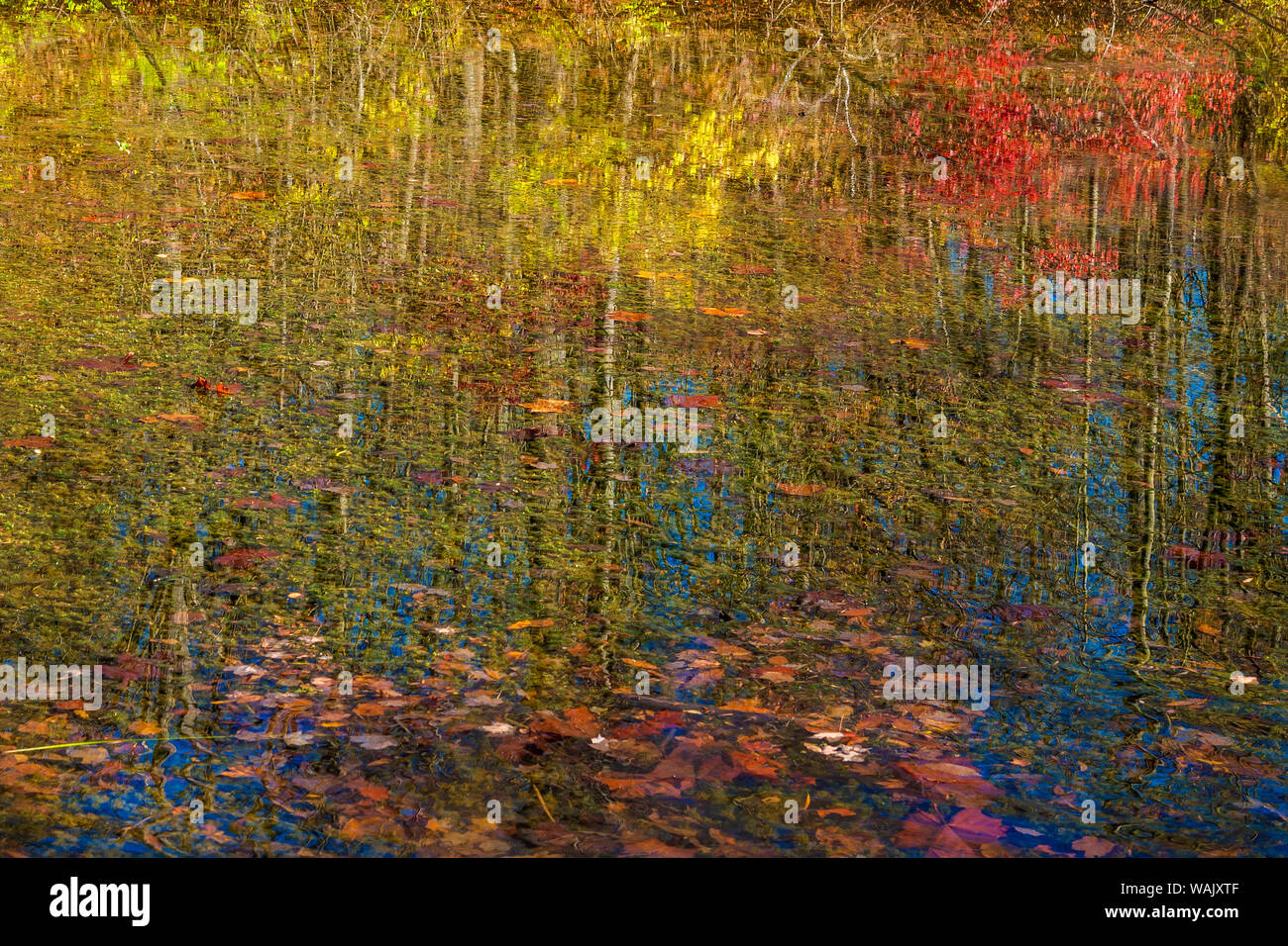 Fall foliage reflection in lake water Stock Photo - Alamy