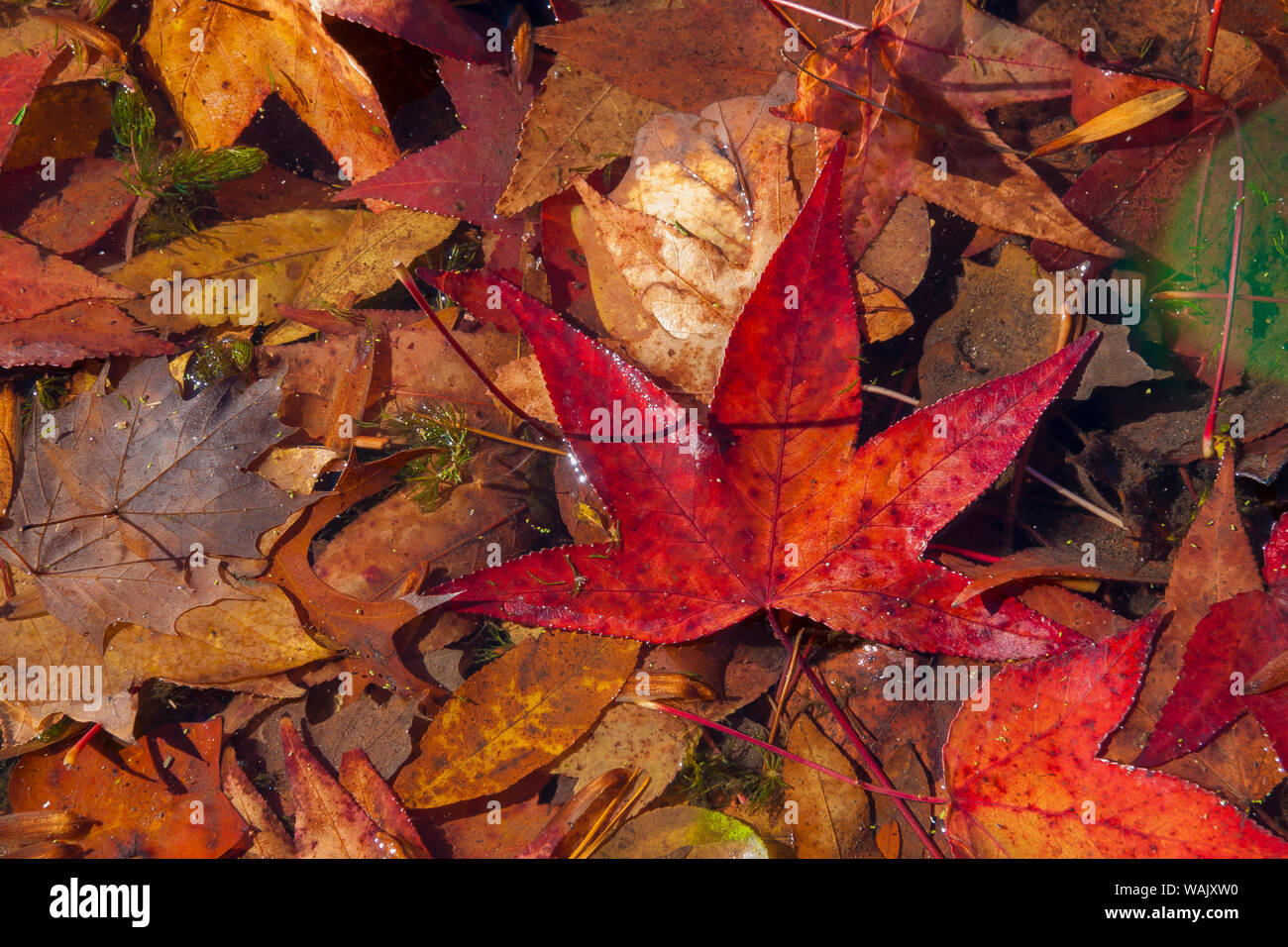 Foliage full hi-res stock photography and images - Alamy