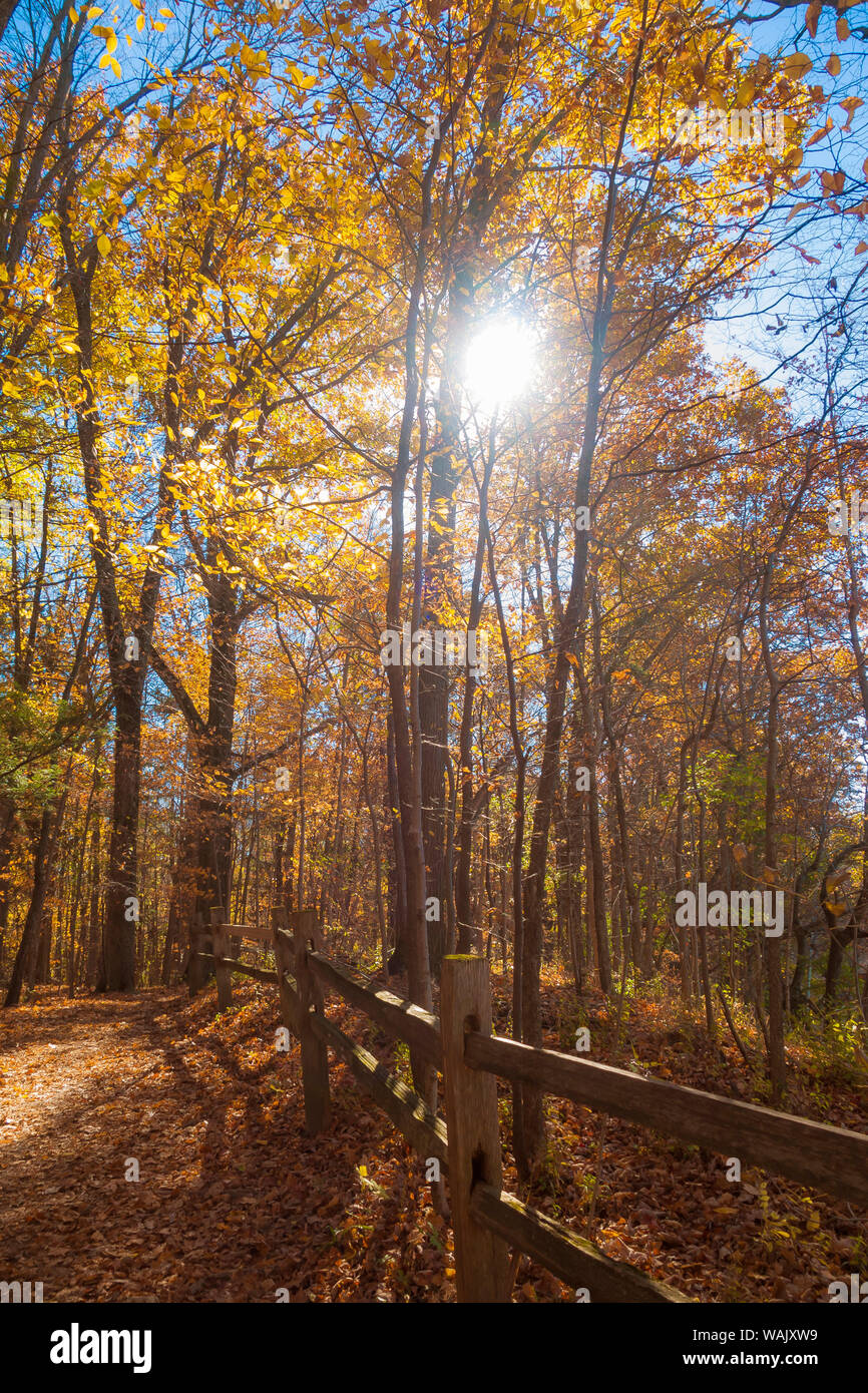 Sun shining through colorful Fall foliage Stock Photo - Alamy