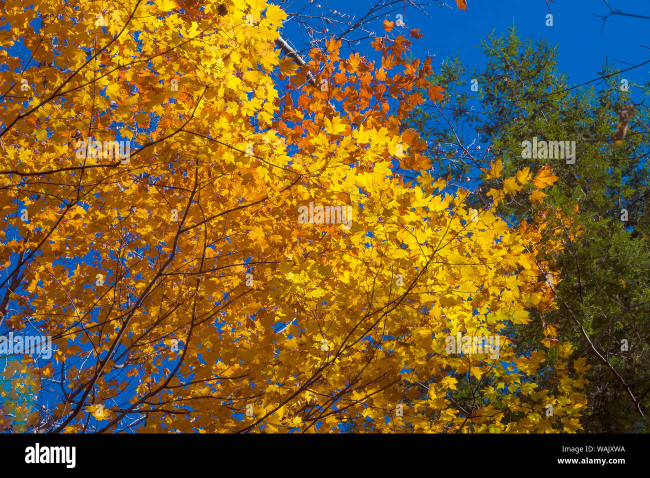 Sunlight filtering through colorful Fall foliage Stock Photo - Alamy