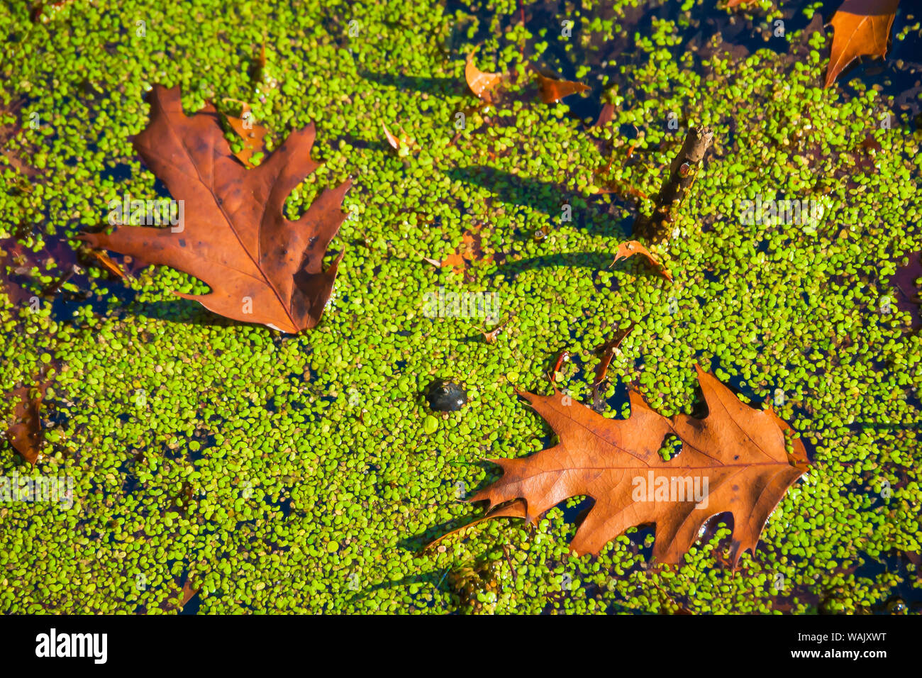 Fall foliage in pond among aquatic plants Stock Photo - Alamy