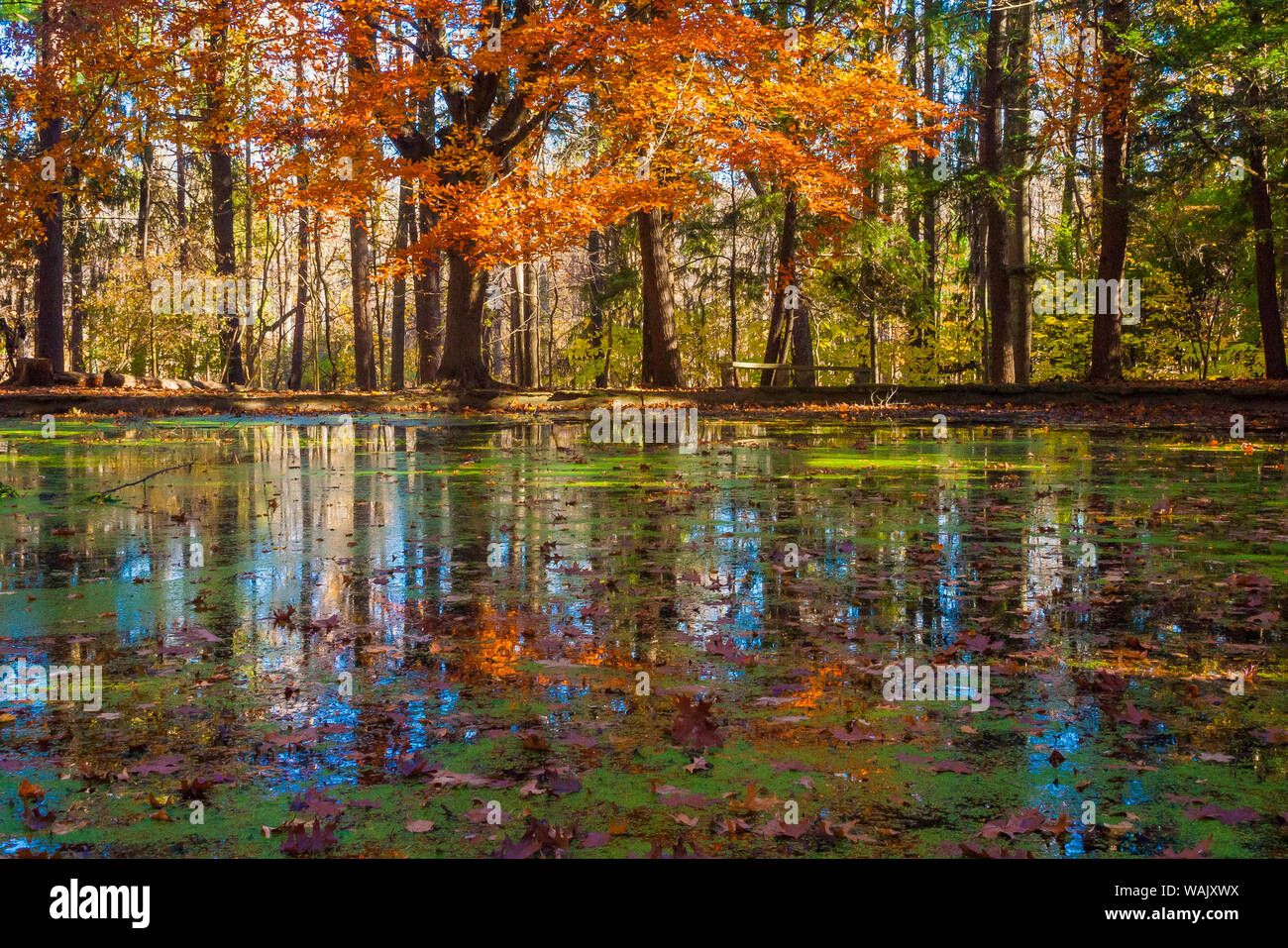 Fall foliage reflection in lake water Stock Photo - Alamy